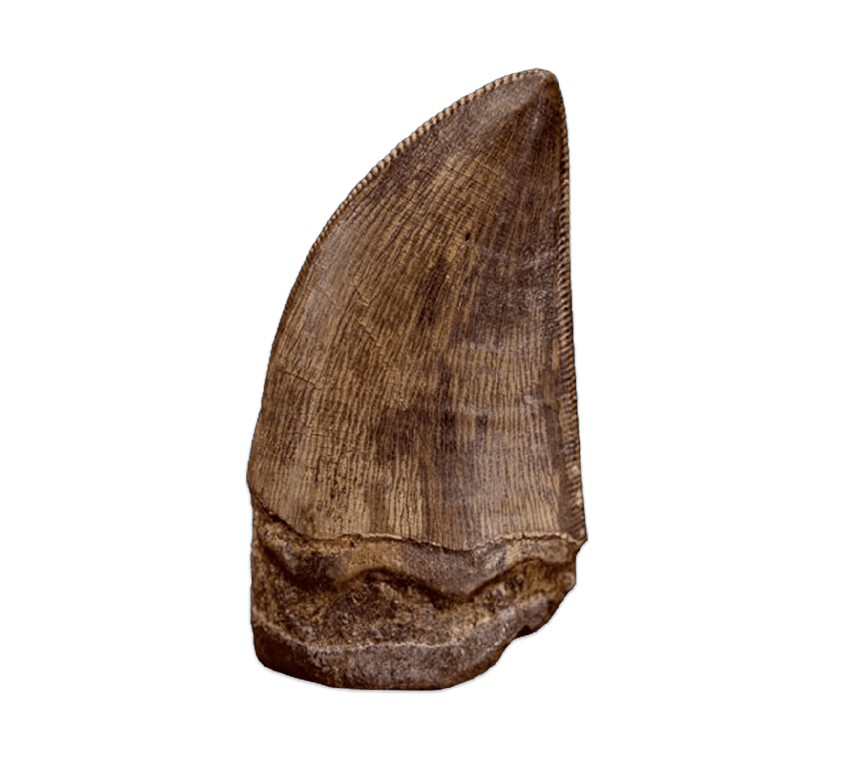 T-Rex Tooth - Timeless.investments